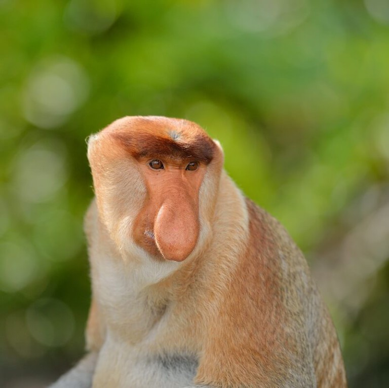 Neusaap - Borneo reizen - Puur Azië - Puur Azië